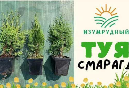 Туя смарагд