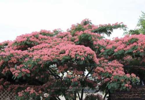 Акация ленкоранская «Альбиция» (Albizia)