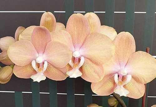 Орхидея Phal. I-Hsin Maple Valley