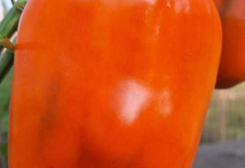 Семена перца сладкого Бык оранжевый