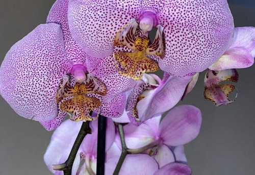 Шикарная орхидея Манхэттен