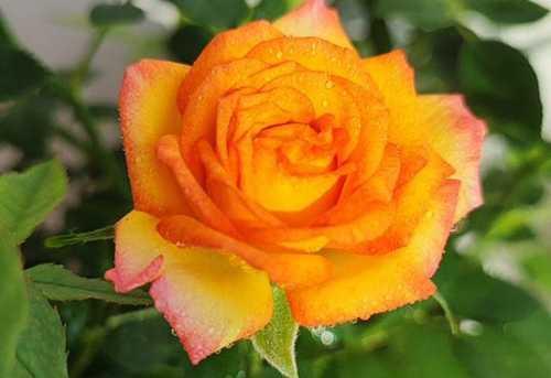 Роза домашняя саженцы AirBrush желтая с розовым