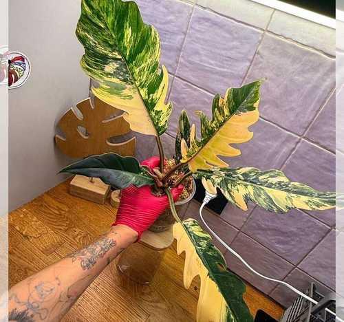 Philodendron caramel marble