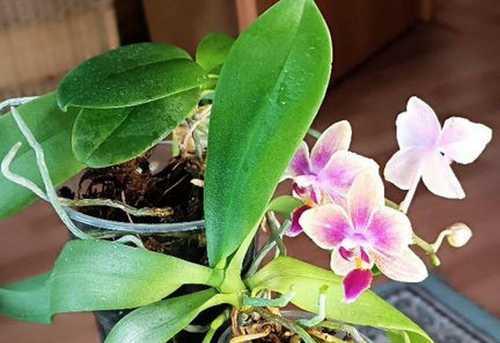 Орхидея Phalaenopsis Sogo Gotris mini