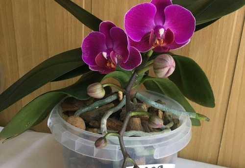 Орхидея, алоказия полли