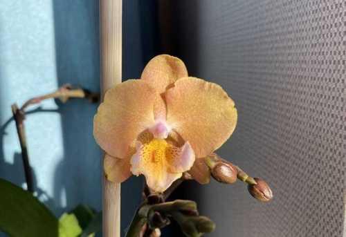 Орхидея фаленопсис милагро
