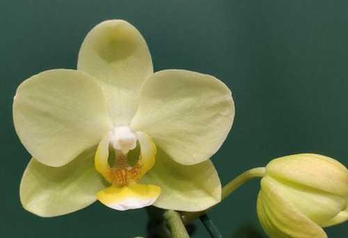 Орхидея фаленопсис мультифлора зеленая