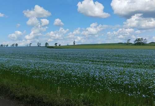 Продам семена льна