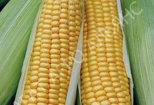 Семена кукурузы Пионер П7515