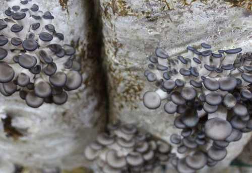 Мицелий грибов Вешенка интересно просто и вкусно