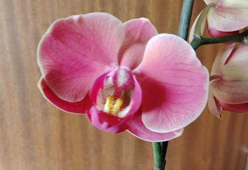 Орхидея фаленопсис коралловая