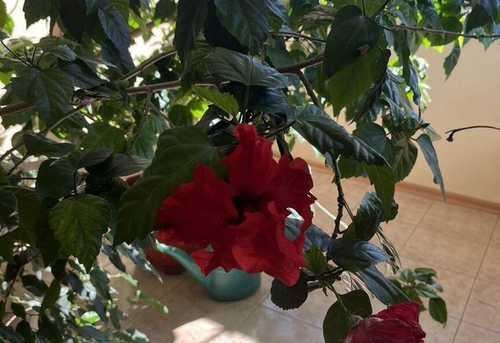 Гибискус Китайская роза