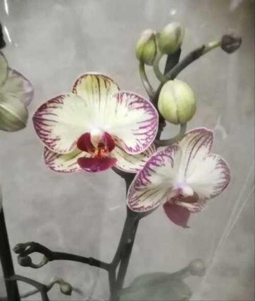 Орхидея фаленопсис гибрид 770