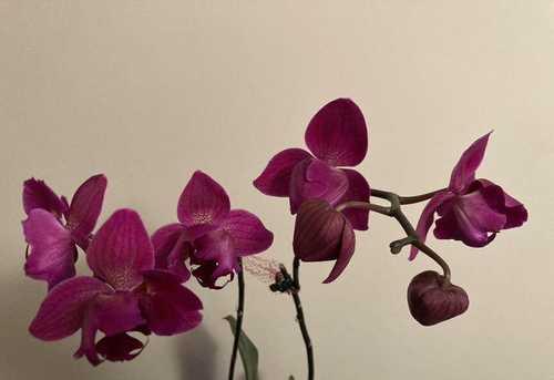 Орхидея фаленопсис Stellenbos 3 в 1