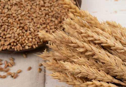 Семена яровой пшеницы Бурлак