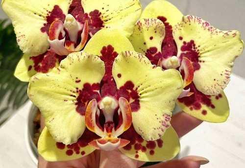 Орхидея фаленопсис PF 5018 бабочка