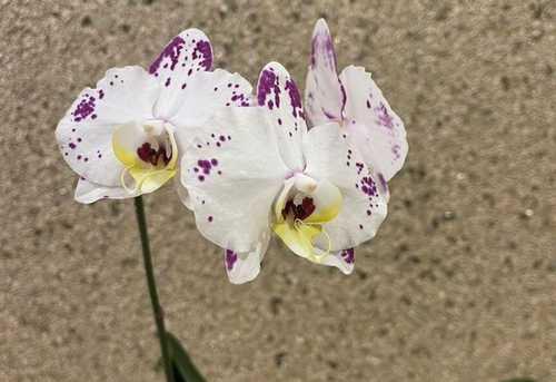 Орхидея фаленопсис cupid spirit (дух купидона)