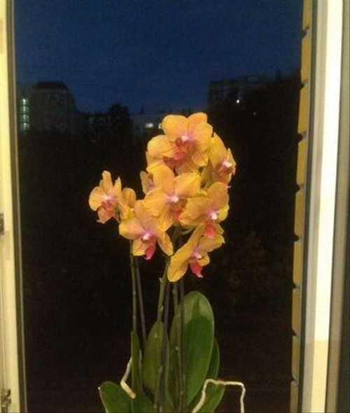 Орхидея фаленопсис Dubrovnik, 3 ствола