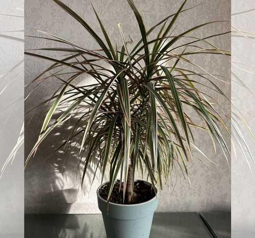 Драцена Маргината (Dracaena Marginata)