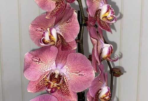 Орхидея фаленопсис леко фантастик (сердце дракона)