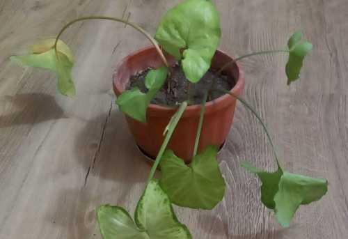 Комнатное растение Сингониум