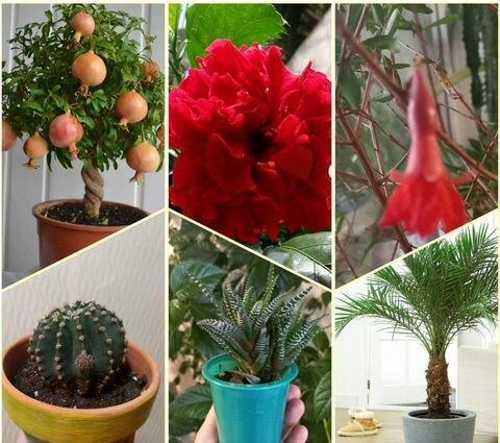 Комнатные растения Пальма,гранат,кактус и др