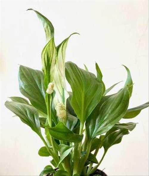 Домашние растения: Спатифиллум Шопен 25 см