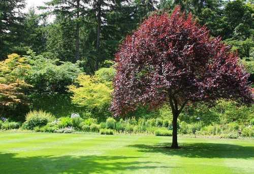 Семена черемухи виргинской Шуберта