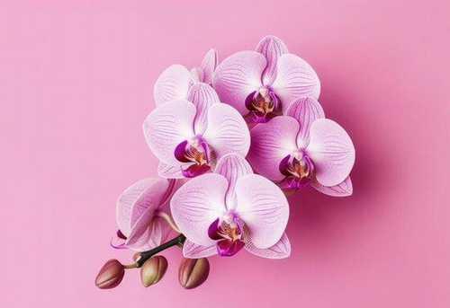 Грунт для Орхидеи