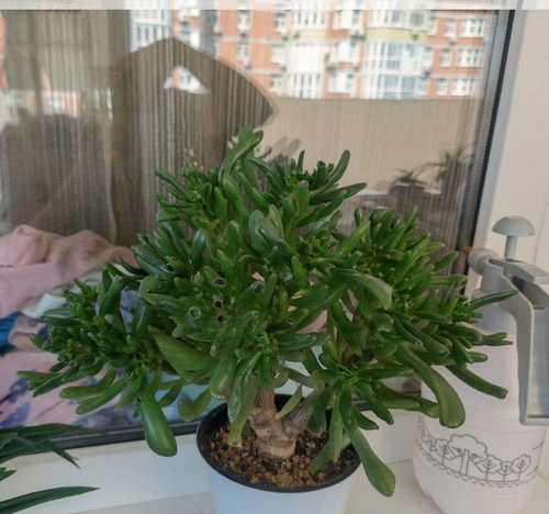 Крассула овата голлум crassula ovata Gollum