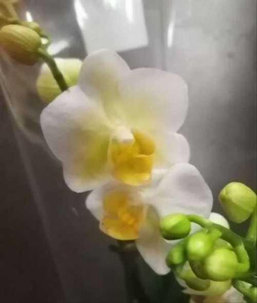 Фаленопсис Бургунди орхидея