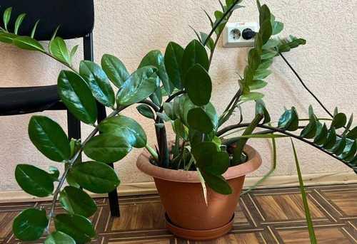 Замиокулькас, растение для квартиры