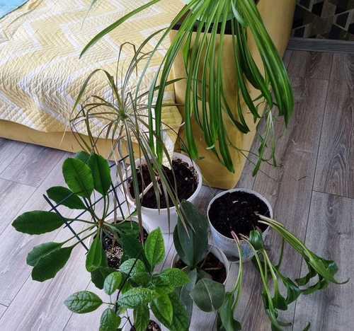 Комнатные растения