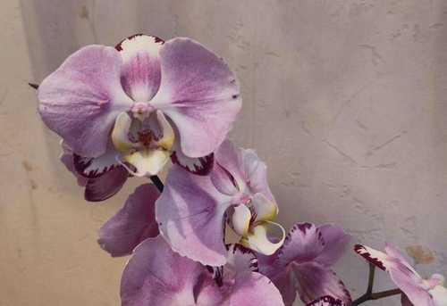 Орхидея фаленопсис бабочка арт нуво