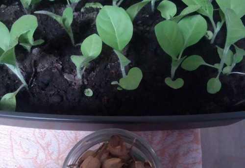 Семена Бразильского табока