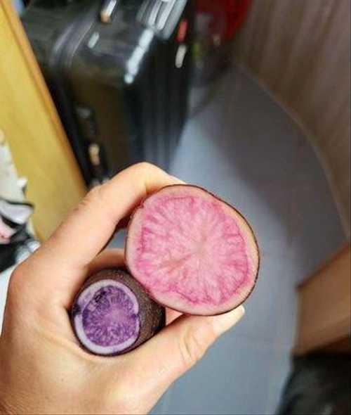Картофель розовый и фиолетовый семенной