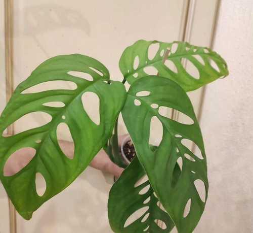 Монстера эскилето (monstera Esqueleto )