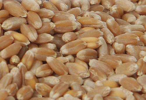 Пшеница зерно для проращивания, Витграсс, семена