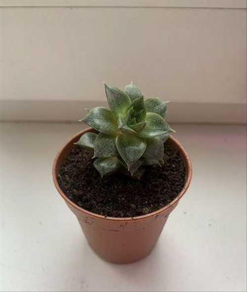 Echeveria purpusorum (Эхеверия, Эчеверия)