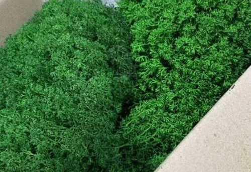 Вечно зеленый мох для декора помещений интерьера