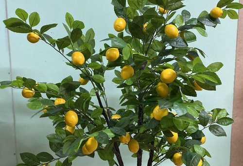 Лимон декоративное дерево
