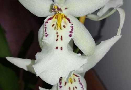 Орхидея догеамара