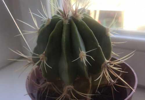 Ferocactus Emory, Ферокактус Эмори