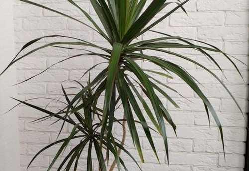 Растение Пальма Драцена Маргината