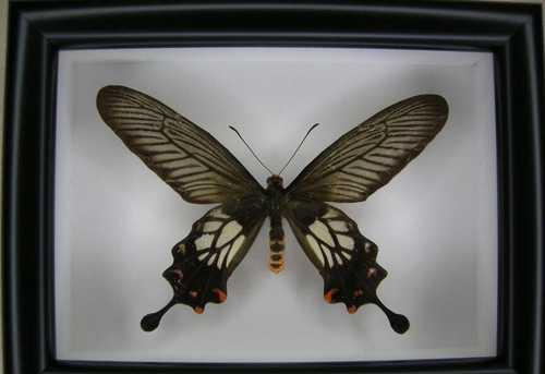 Бабочка в рамке 1 шт