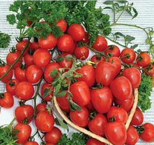 Семена коллекционного томата Клубничка Tomatoberry