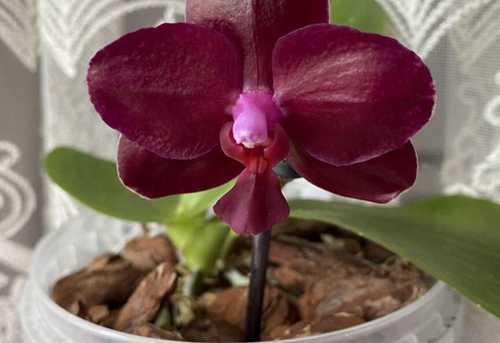Орхидея фаленопсис сого релекс