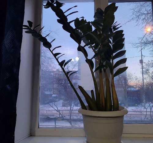 Замиокулькас