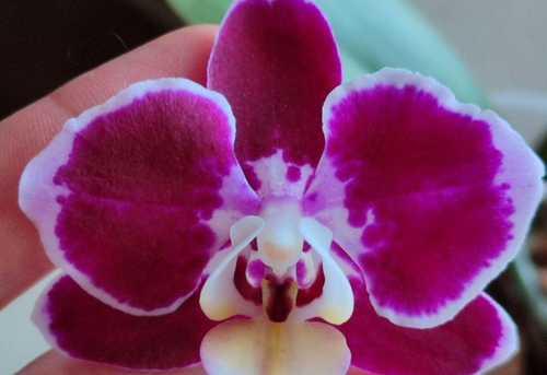 Орхидея фаленопсис мини мультифлора