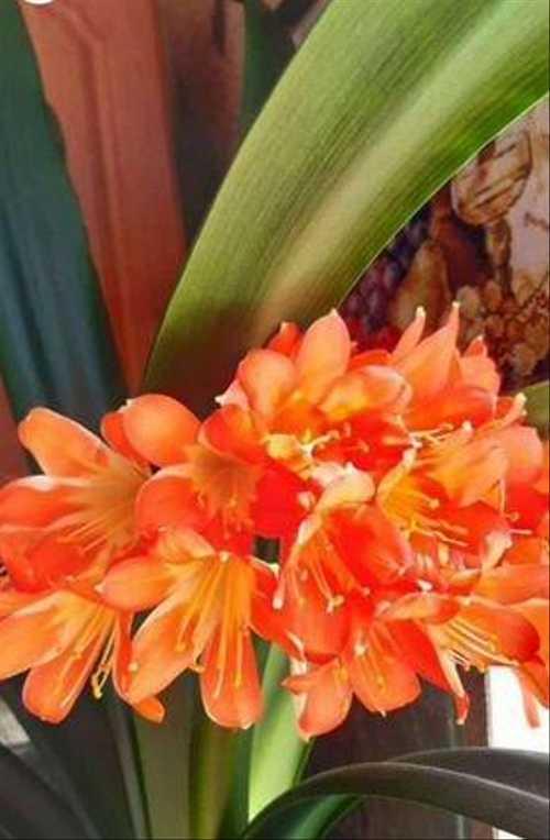 Цветы комнатные Кливия оранжевая